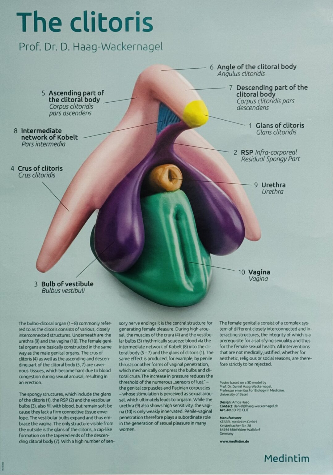 The Clitoris Plus Poster - CMT Medical