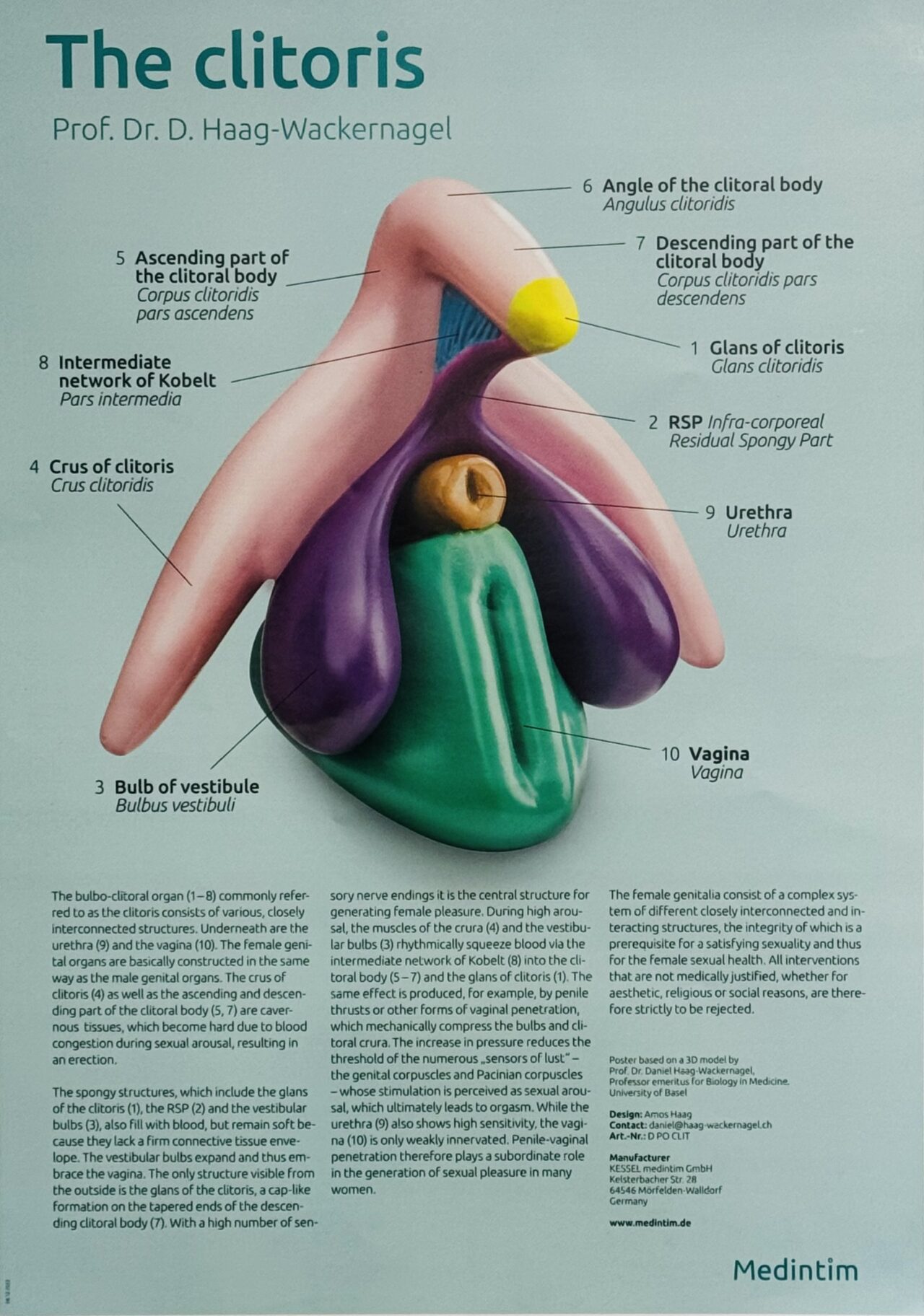 The Clitoris Plus Poster Cmt Medical