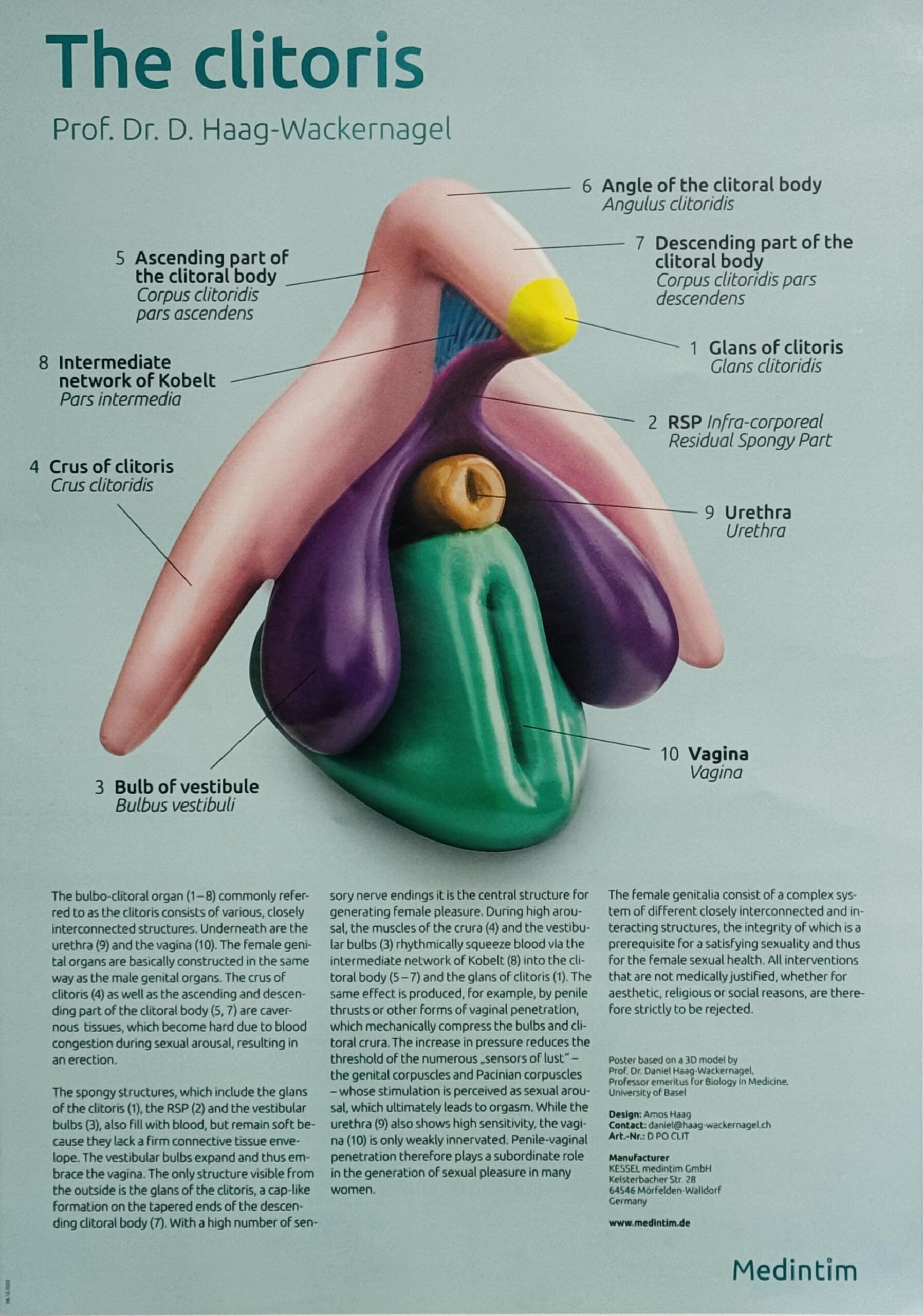 The Clitoris Plus Poster CMT Medical