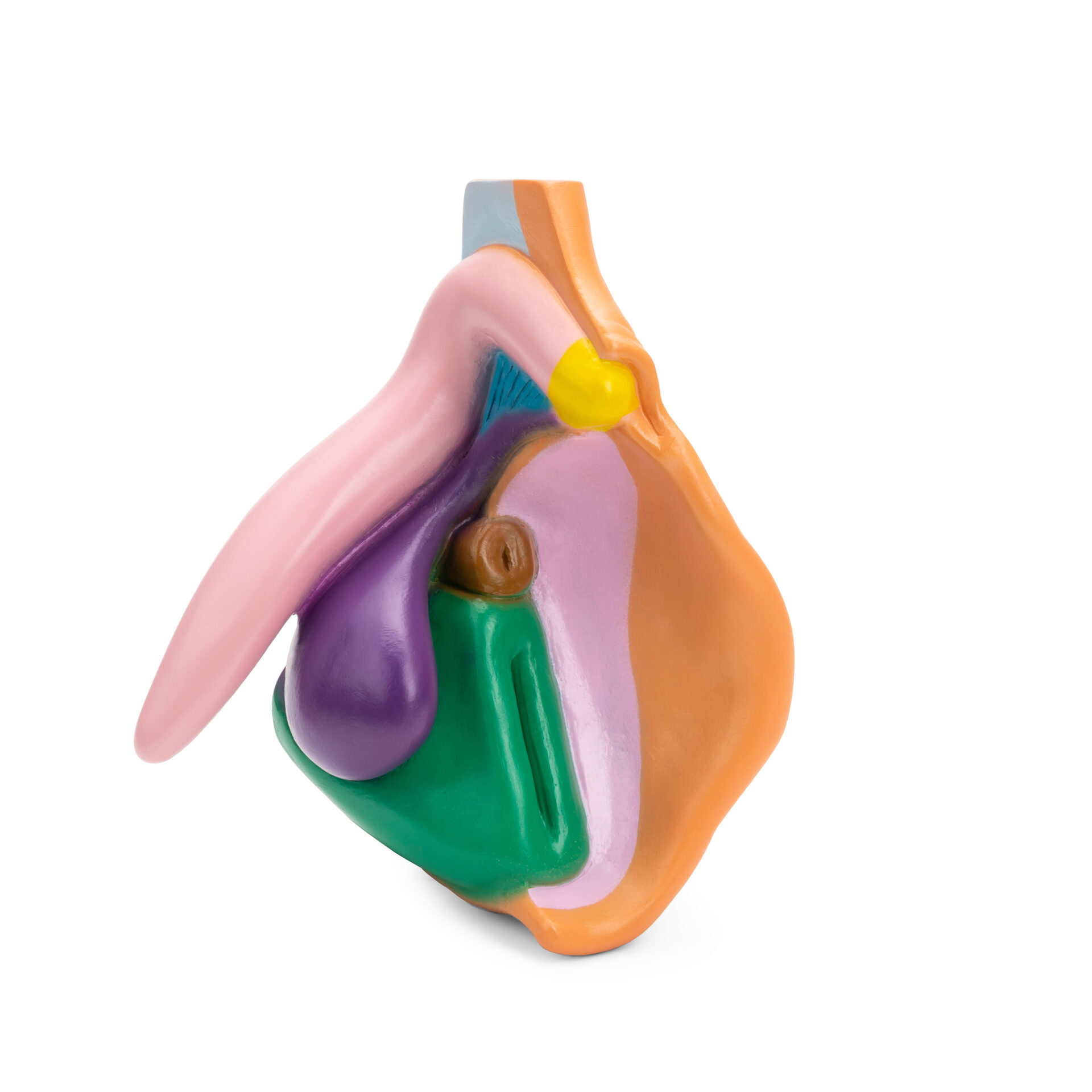 Vulva Model - CMT Medical