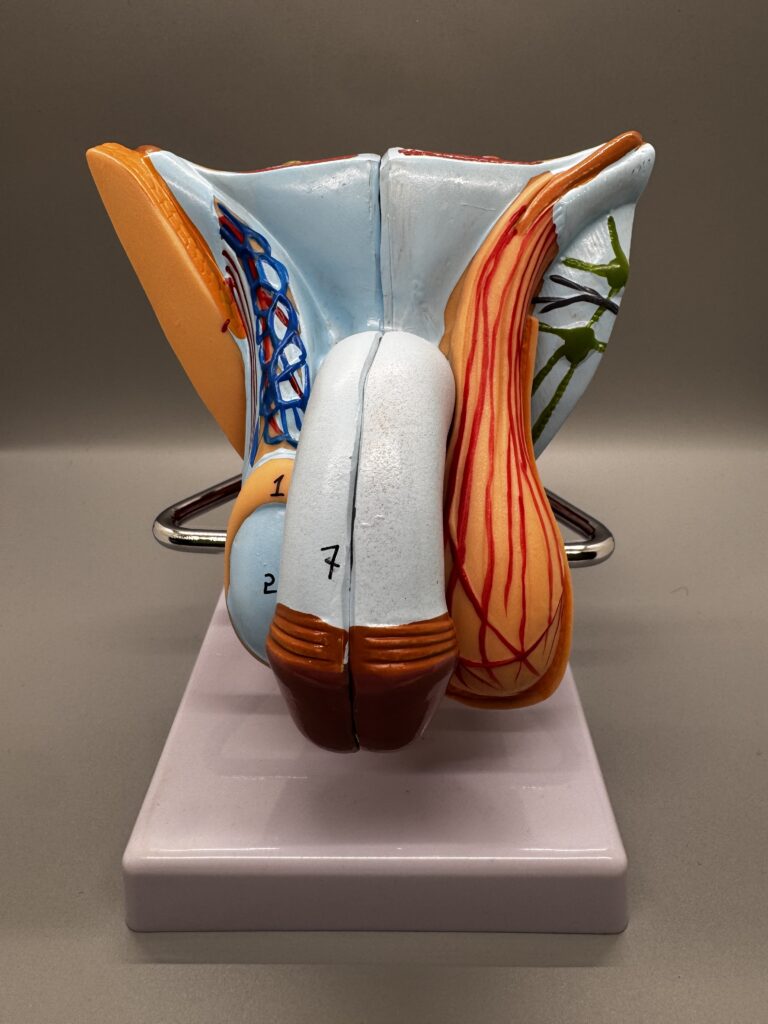 Male Pelvic Model - CMT Medical