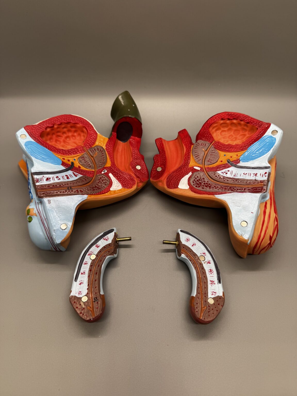 Anatomy Models Archives - CMT Medical